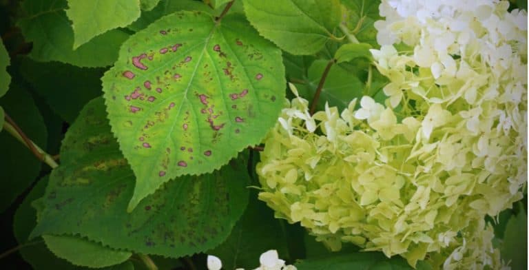 Hydrangea leaf problems - Curling, black spots, aphids | Pyracantha.co.uk