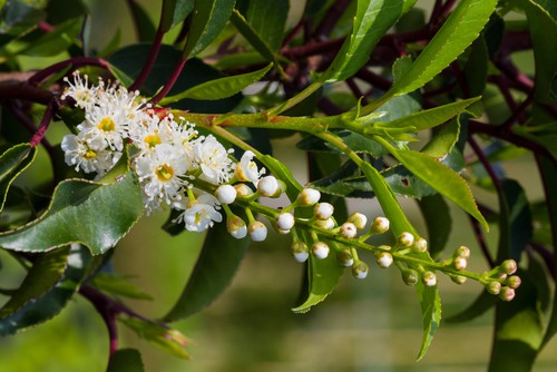 Prunus-lusitanica-Topiary | Pyracantha.co.uk