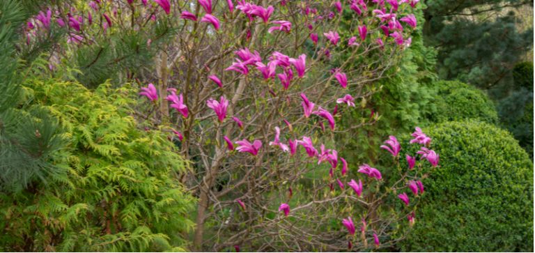 Why does my magnolia tree drop so many leaves? | Pyracantha.co.uk