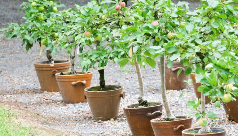 Growing fruit trees in containers | Pyracantha.co.uk