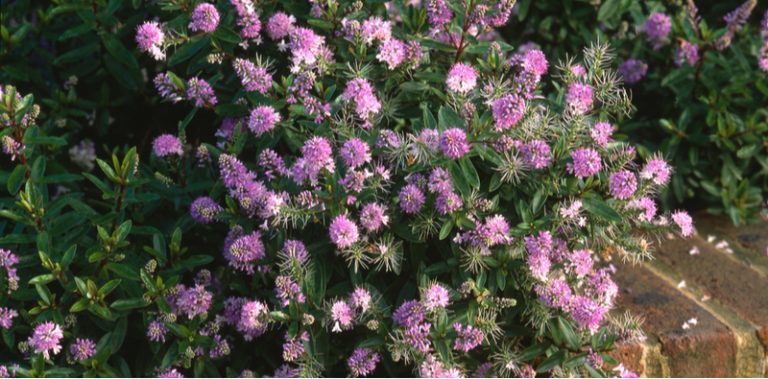 Growing hebes, general care, pruning, propagation & more | Pyracantha.co.uk