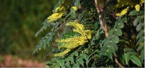 How to grow mahonia japonica shrubs | Pyracantha.co.uk