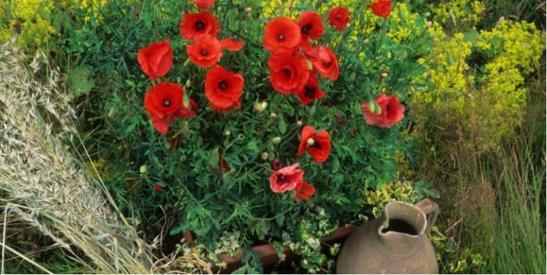 Growing Poppies In Pots & Containers - Care Guide & Tips | Pyracantha.co.uk
