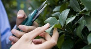 How and when to prune bay trees | Pyracantha.co.uk