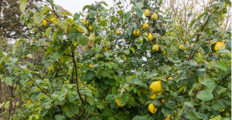 How and when to prune quince trees - step by step | Pyracantha.co.uk