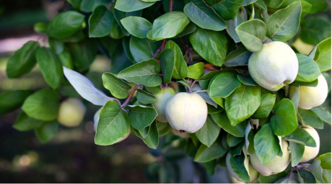 How to grow quince trees - Growers Guide | Pyracantha.co.uk