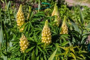 Propagating Lupins by Taking Basal Cuttings - Step by Step | Pyracantha ...