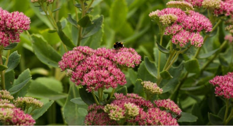 How to plant, grow and care for sedum plants