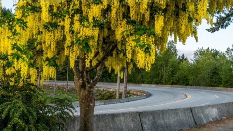 How to grow and care for laburnum trees in the UK | Pyracantha.co.uk