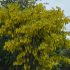 How to grow and care for laburnum trees in the UK | Pyracantha.co.uk