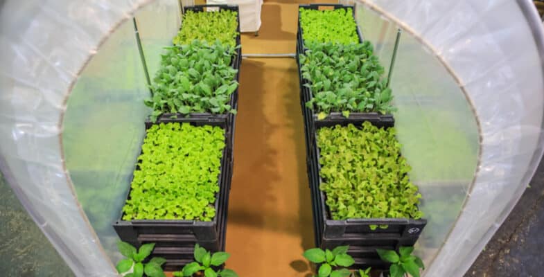 Varities of Pyracantha Firethorn - Tips and Advice - Care and planting ...