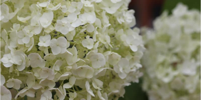 Growing Hydrangea Runaway Bride & Care Guide