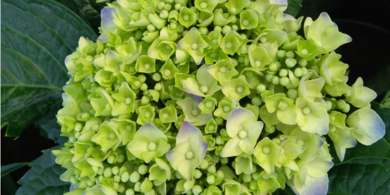 Why are my Hydrangea Flowers Green? What you need to know!