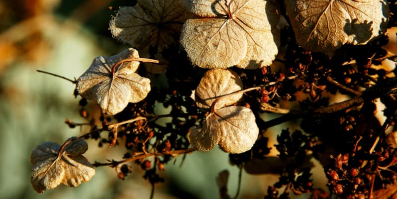 How To Grow Hydrangeas From Seed?