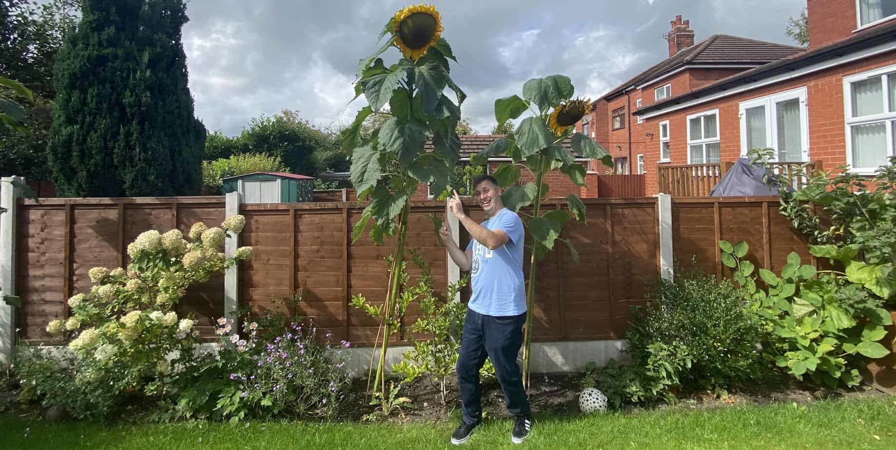 How To Grow Sunflowers - It's Really Easy