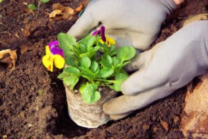 How To Sow Winter Pansies - Step by step