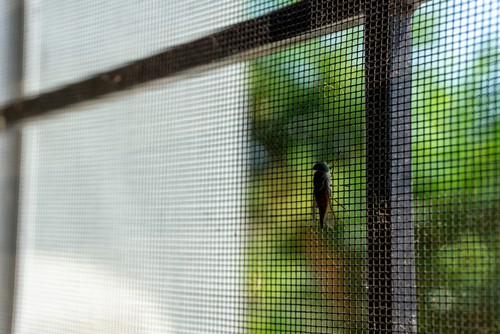 5 Best Fly Screens for Windows and Doors - Easy To Install Designs!