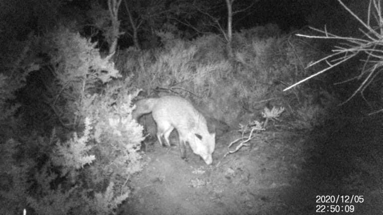 fox-caught-with-night-vision-trail-camera | Pyracantha.co.uk