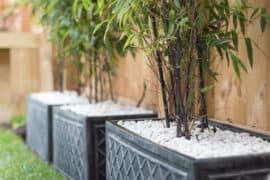 10 Best Tall Plants For Screening - Create The Perfect Privacy Screen