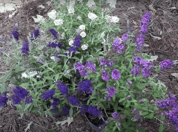 Dwarf Buddleia - Ideal For Small Gardens and Patio Pots | Pyracantha.co.uk
