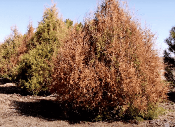 Why are my conifers turning brown? Treating brown patches