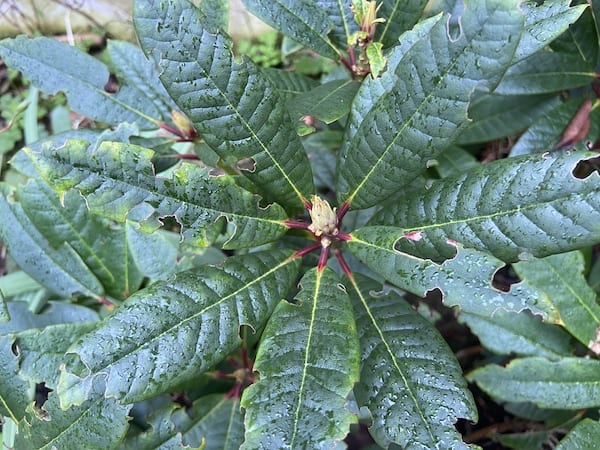 Rhododendron pests, diseases and other problems | Pyracantha.co.uk
